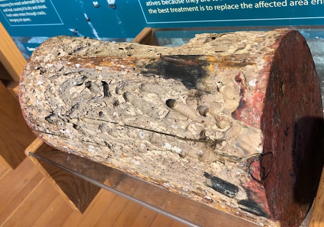 Gribbles and Shipworms – Exhale on the Water